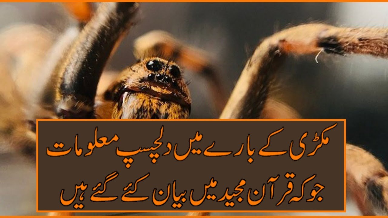 Interesting Facts and Information About Spider in the Light Of Quran ...