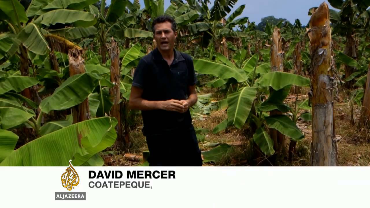 Radnici na plantažama banana žele bolje uslove - YouTube