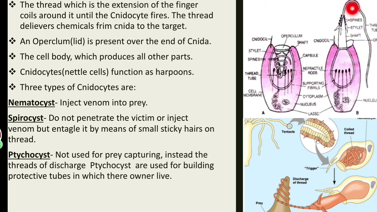 Animal kingdom- Phylum Phylum Coelenterata/Cnidaria - YouTube