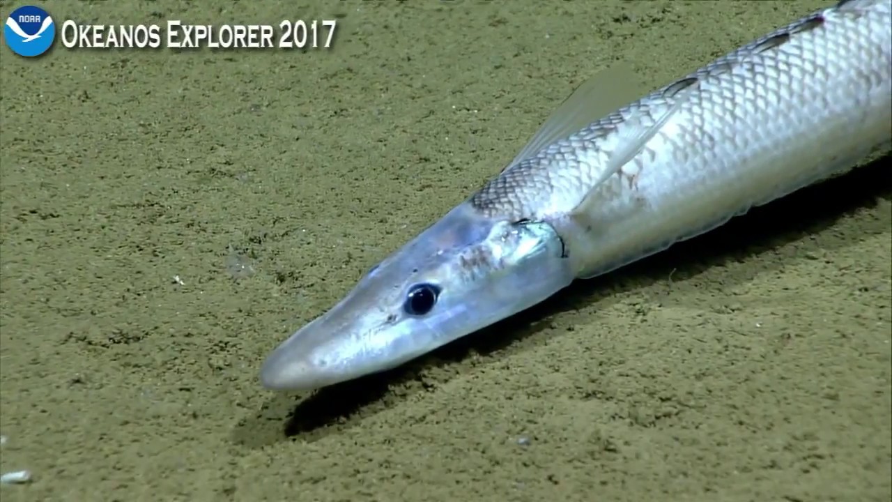 Okeanos Explorer Video Bite: Explaining Chemosynthesis with a Shiny ...