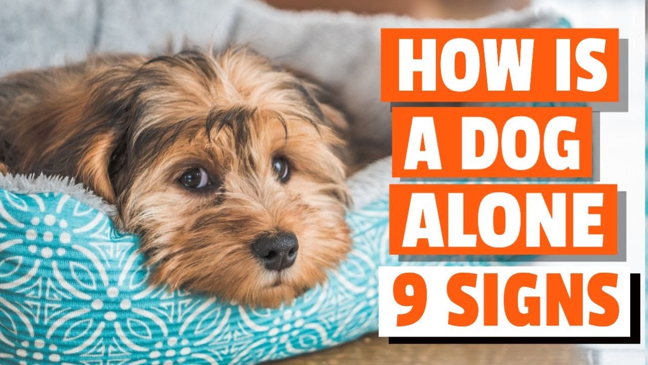 😮🐶9 SIGNS OF LONELINESS in DOGS - YouTube