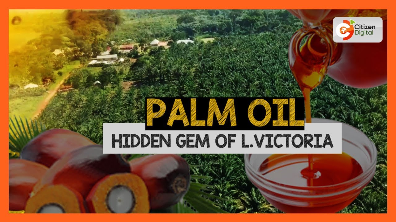 BIDCO Africa embarks on a project that will see Kenya start palm oil ...