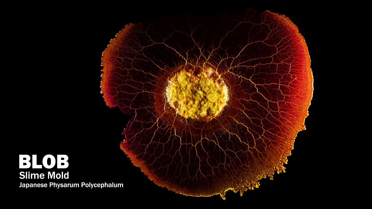 Slime Mold BLOB - 2021/12/25 - YouTube