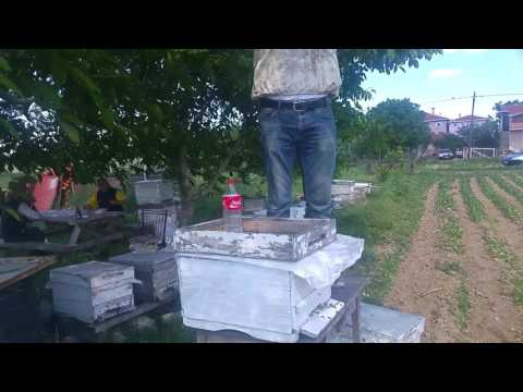 Oğul Arı Toplama - Jandarma Hakkı & Hakan Yakut - 3