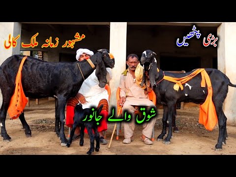 Malik Kali Or Malik Mehran Ka Shok - YouTube