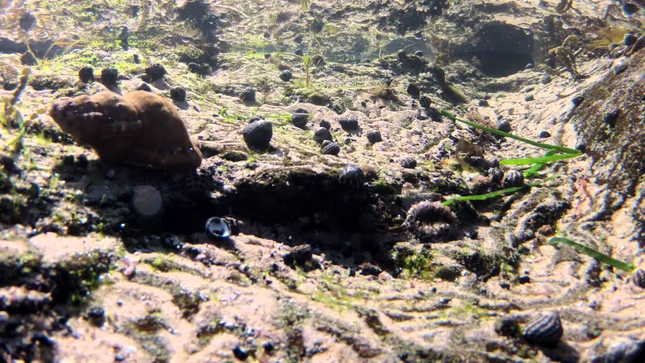 Life In The Rock Pools_TimeLapse - YouTube