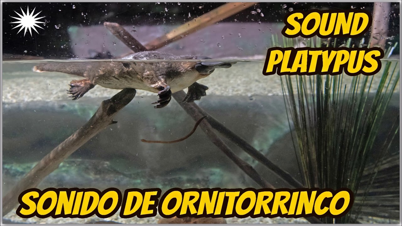 Sonido del ornitorrinco Platypus Sound - YouTube