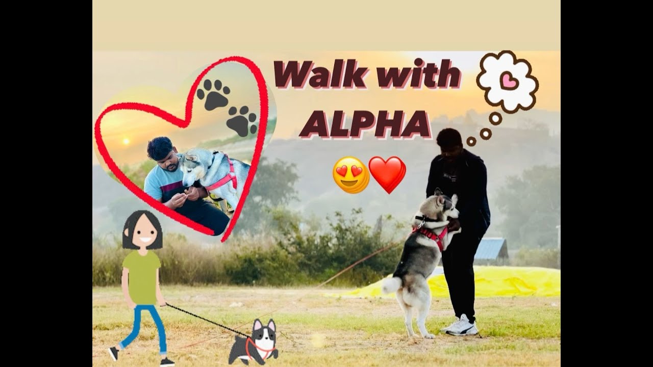 MORNING WALK WITH ALPHA || HUSKY RUNNING || DAILY ROUTINE WITH ALPHA ...