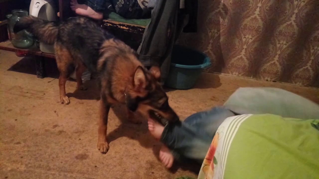 Как научить собаку трепать штаны ( смешное видео) Dog tearing up ...