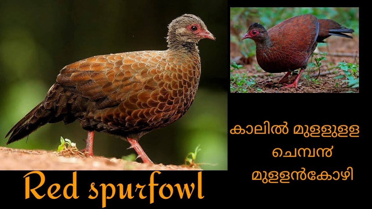 Red spur fowl, ചെമ്പ൯ മുളള൯ കോഴി #redspurfowl#junglefowl#spurfowl# ...