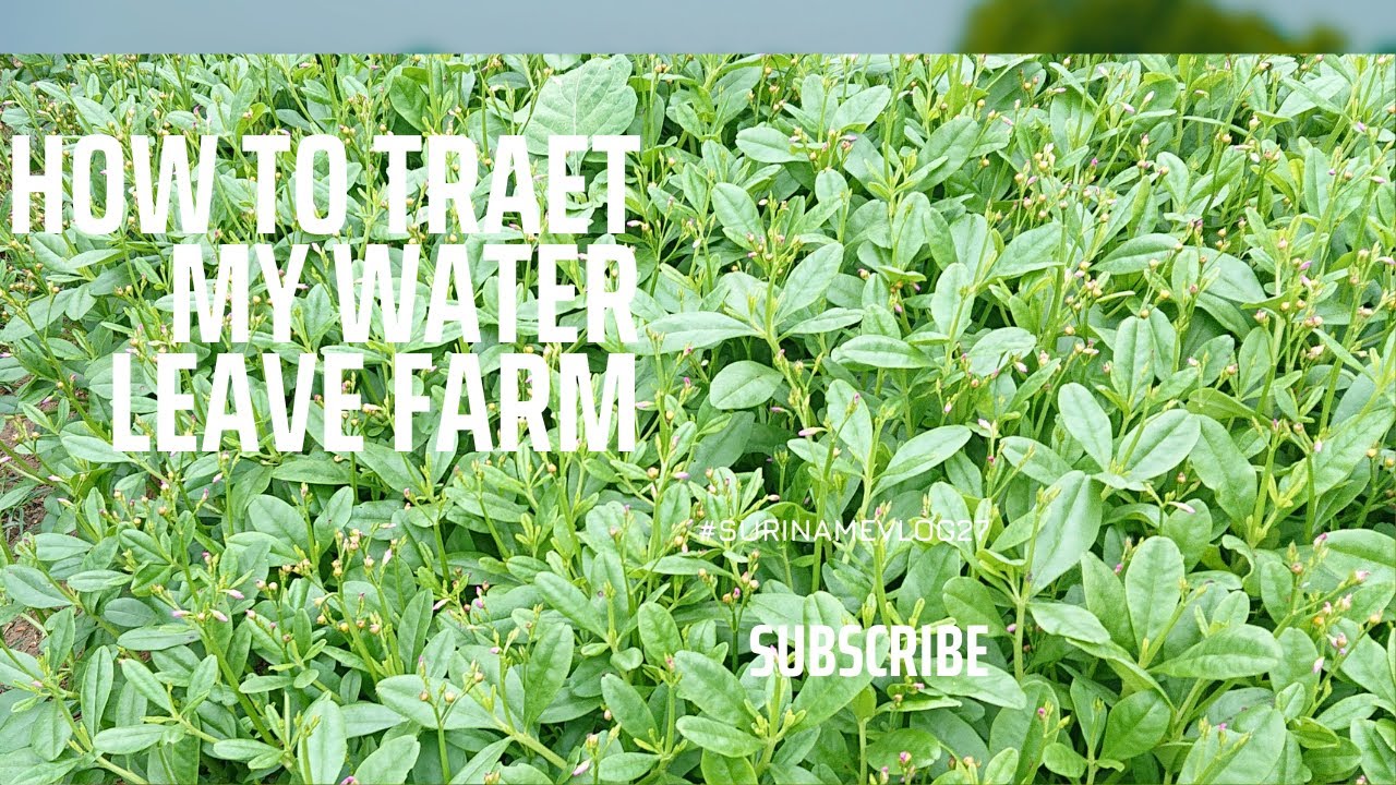 How to treat your water leave farm - YouTube