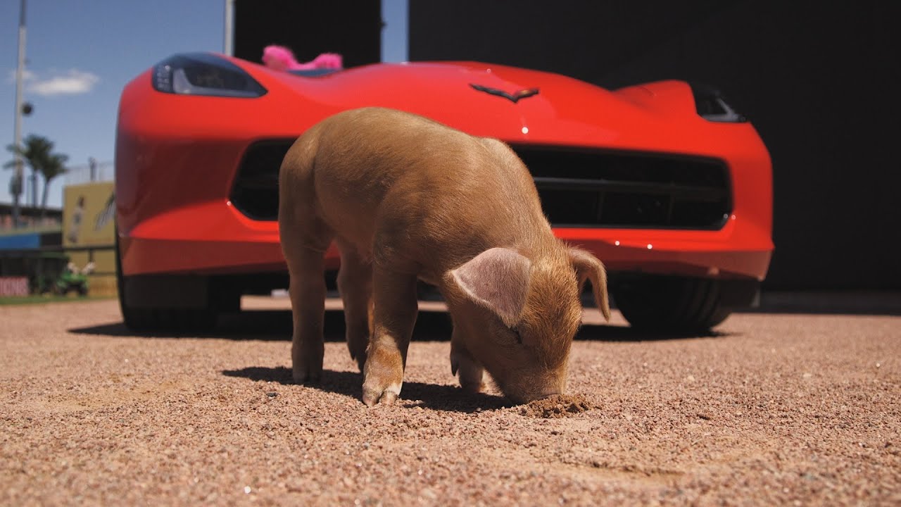 2016 Ball Pig- Little Red Porkette - YouTube