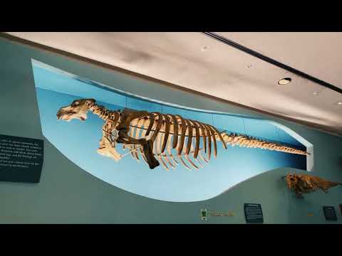 National Museums of Natural History and American History! - YouTube