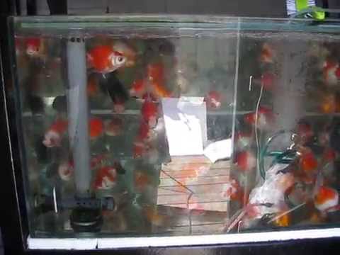 Fancy Goldfish Store part 3. - YouTube