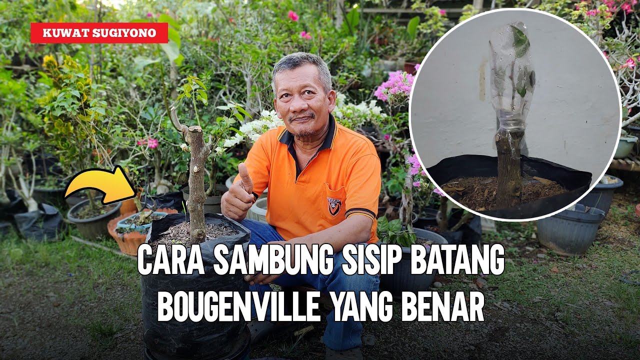 Cara Sambung Sisip Batang Bougenville Yang Benar - YouTube