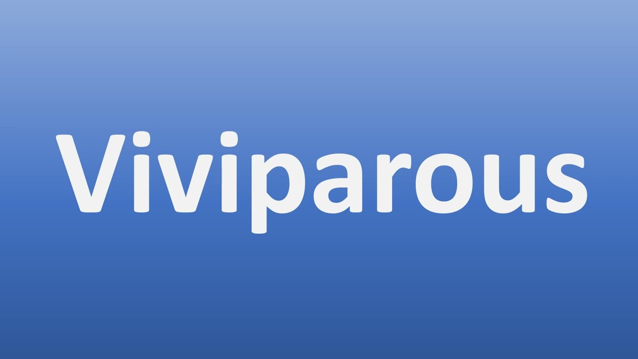 viviparous-pronunciation-guide-youtube