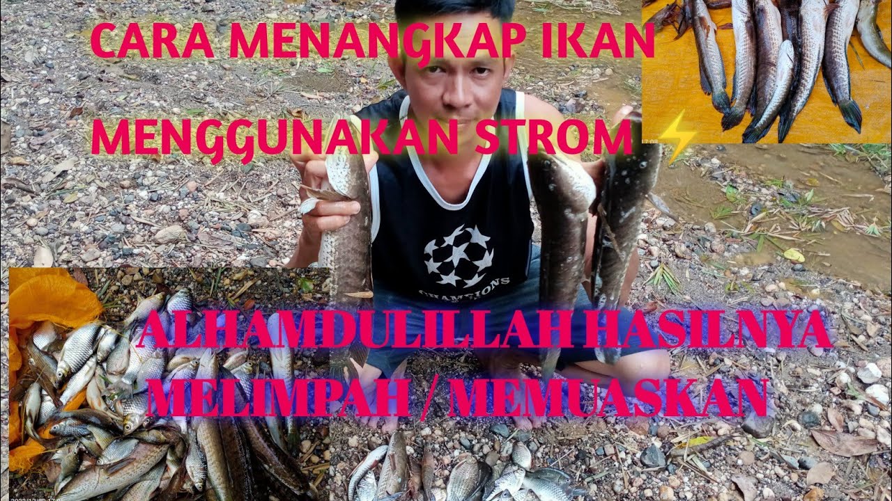 PROSES MENANGKAP IKAN MENGGUNKAN STROM /HASIL MEMUASKAN - YouTube