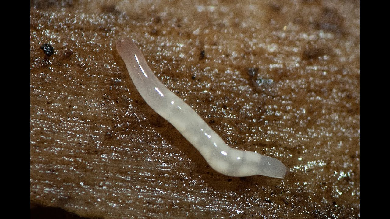 Landsnoerworm Leptonemertes chalicophora - YouTube