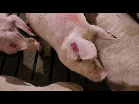 What's It Like Working in an ESF Group Sow Housing Barn?