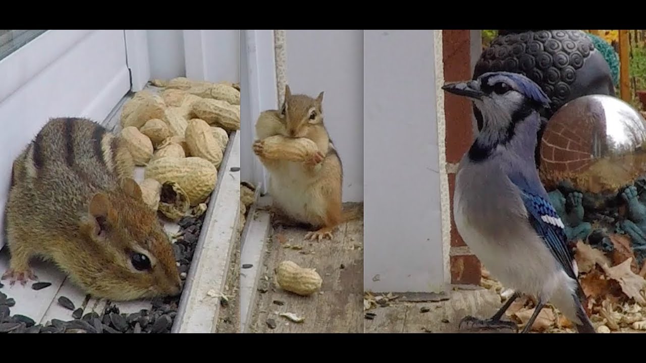 Tiny Tiger, Two Chipmunks & Blue Jay Food Fight - YouTube