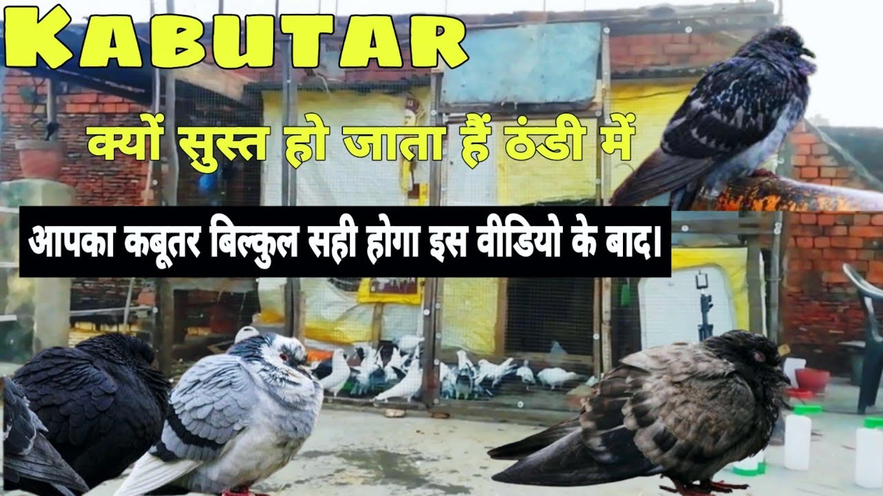 Kabutar क्यों सुस्त हो जाता हैं ठंडी में||Sust Kabutar ka ilaj #kabutar ...