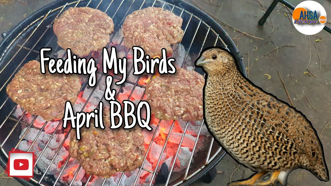 Feeding Birds And April BBQ | Birds Look So Cute | Having A Great Day ...