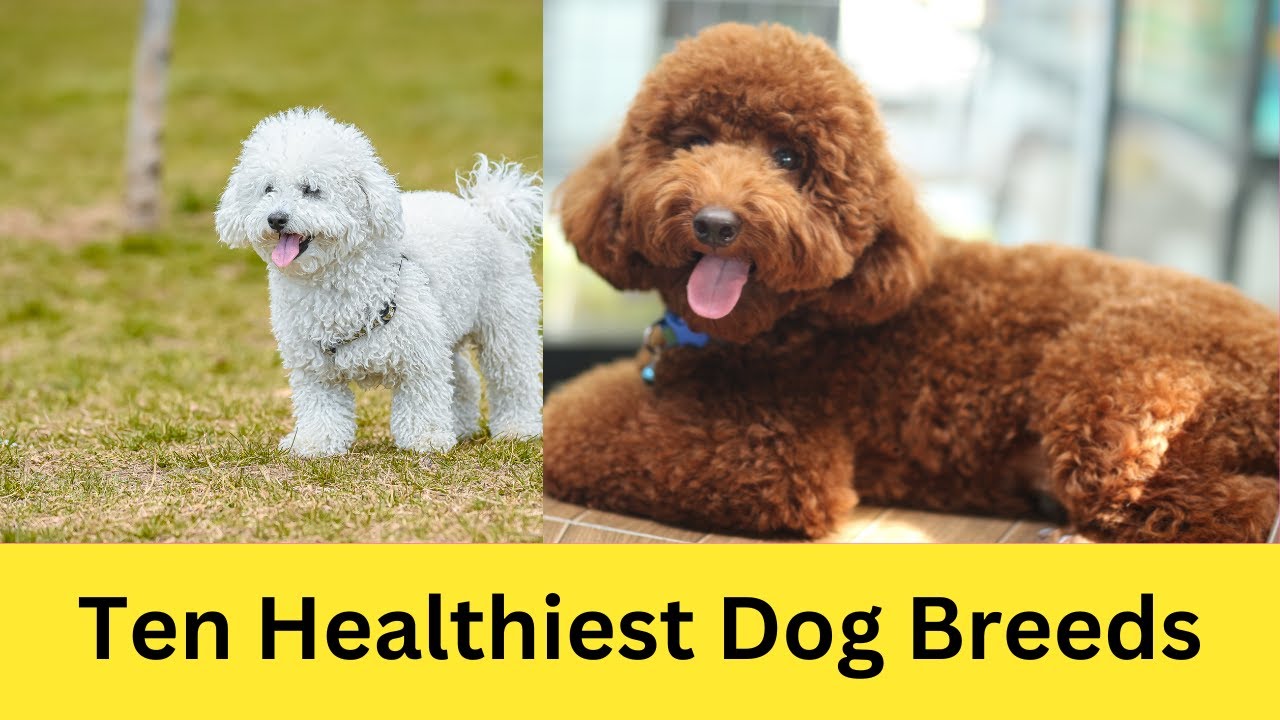10 Healthiest Dog Breeds With the Least Health Issues - YouTube