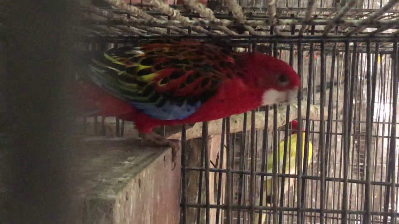 RED ROSZILLA PARROT CHICkS - YouTube