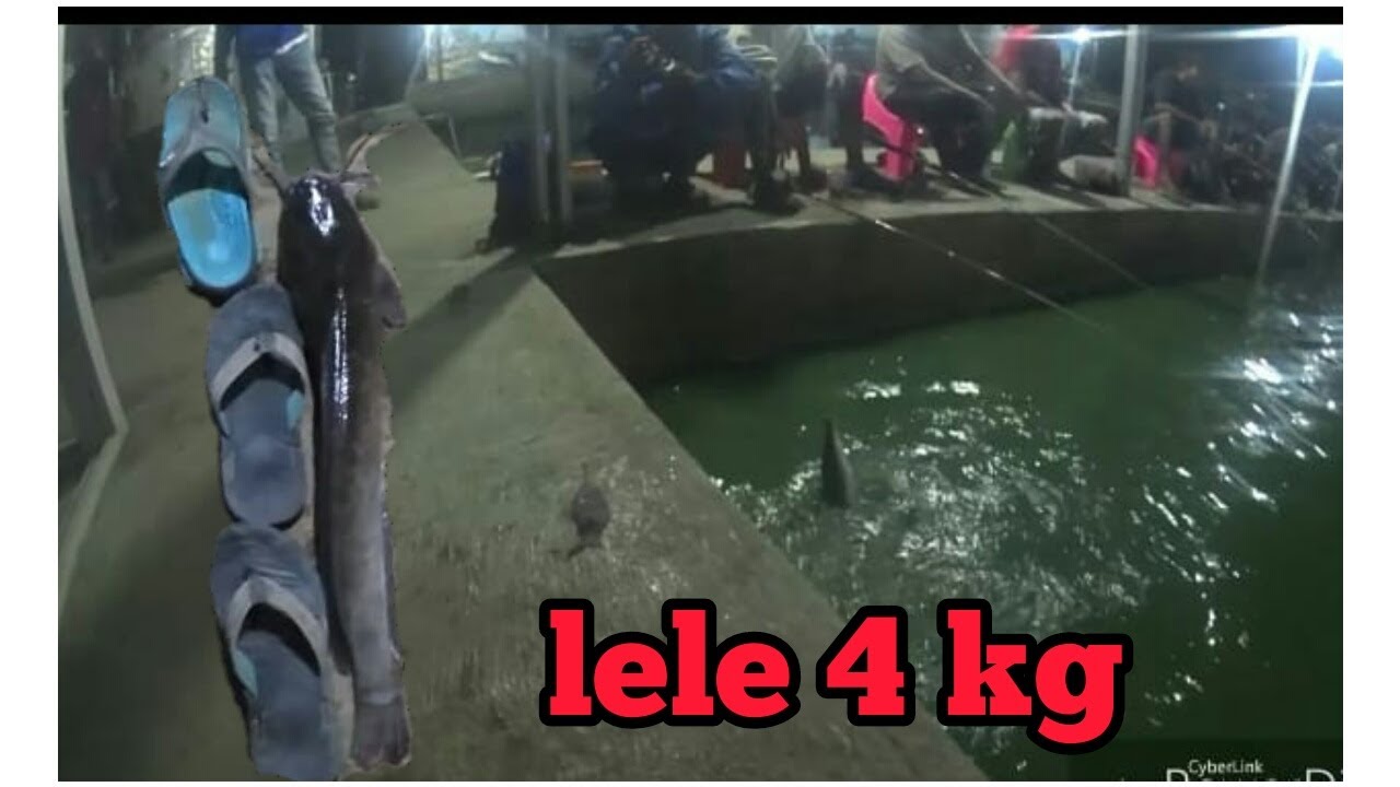 Galatama Lele jumbo 41 kg Gokil kolamTeguh ketanggungan brebes - YouTube