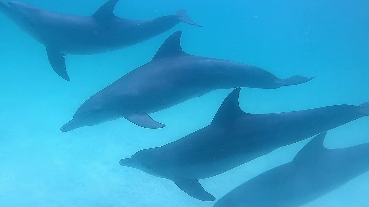 Diving With Wild Dolphins In Kenya - YouTube