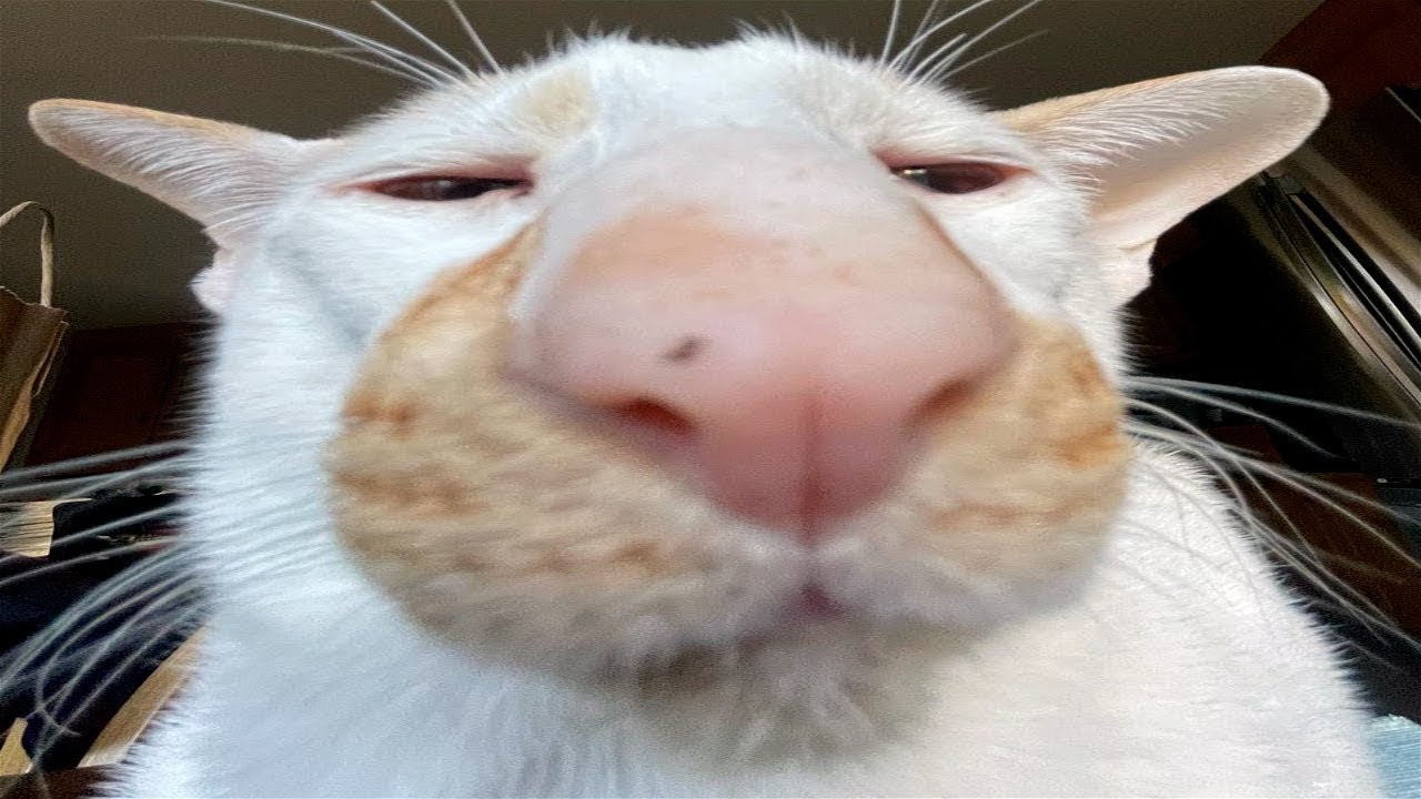 Cats With Zero Brain Activity 😂 Funniest Cats Videos 2024 😹 Part 11 ...