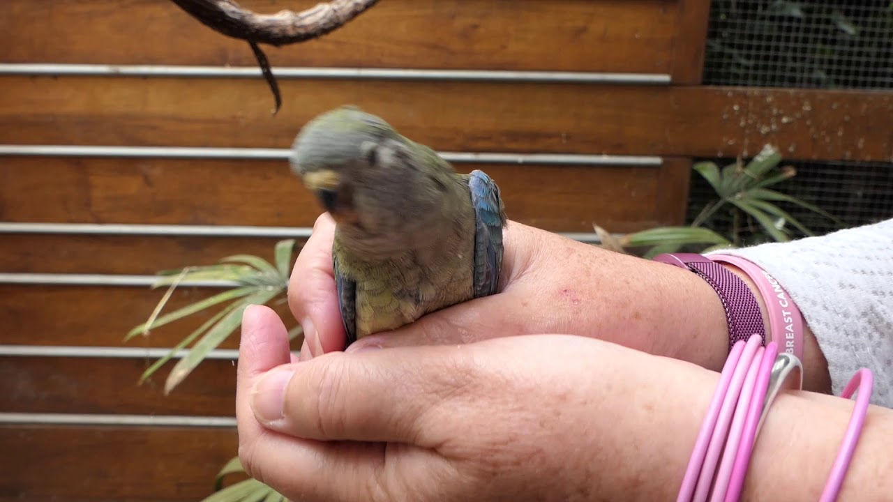 Red Rump Parrot Babies Part 2 - YouTube
