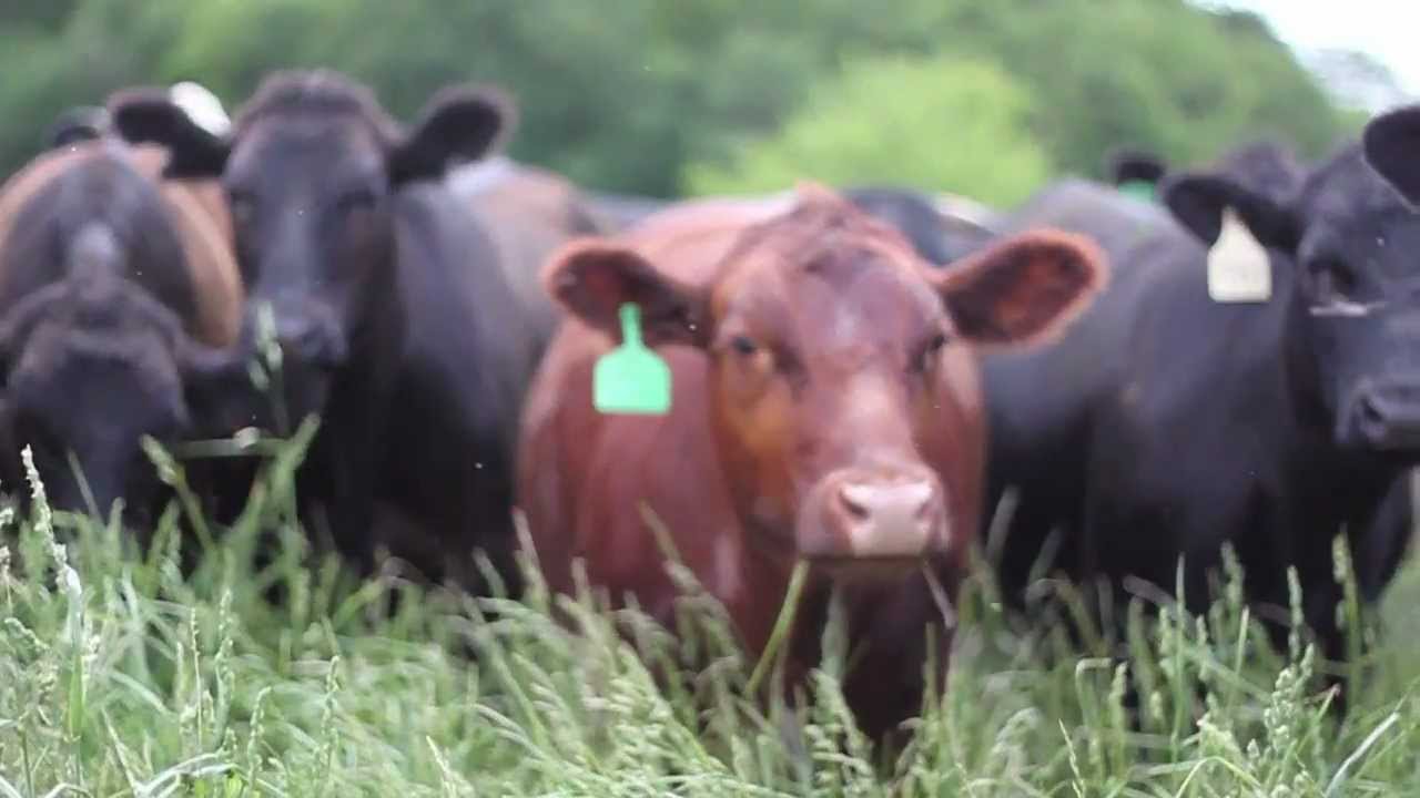 Our visit to US Wellness Meats - Part 2 - YouTube