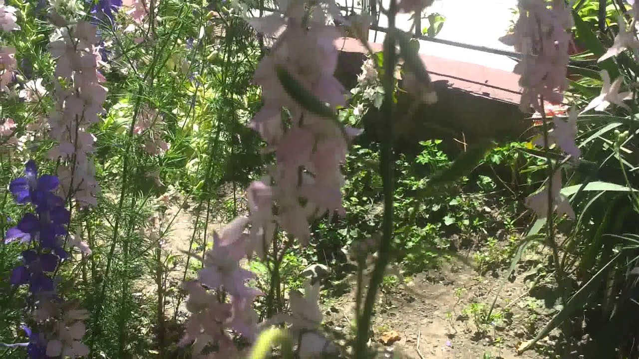 Samsung galaxy s2 camera test - YouTube