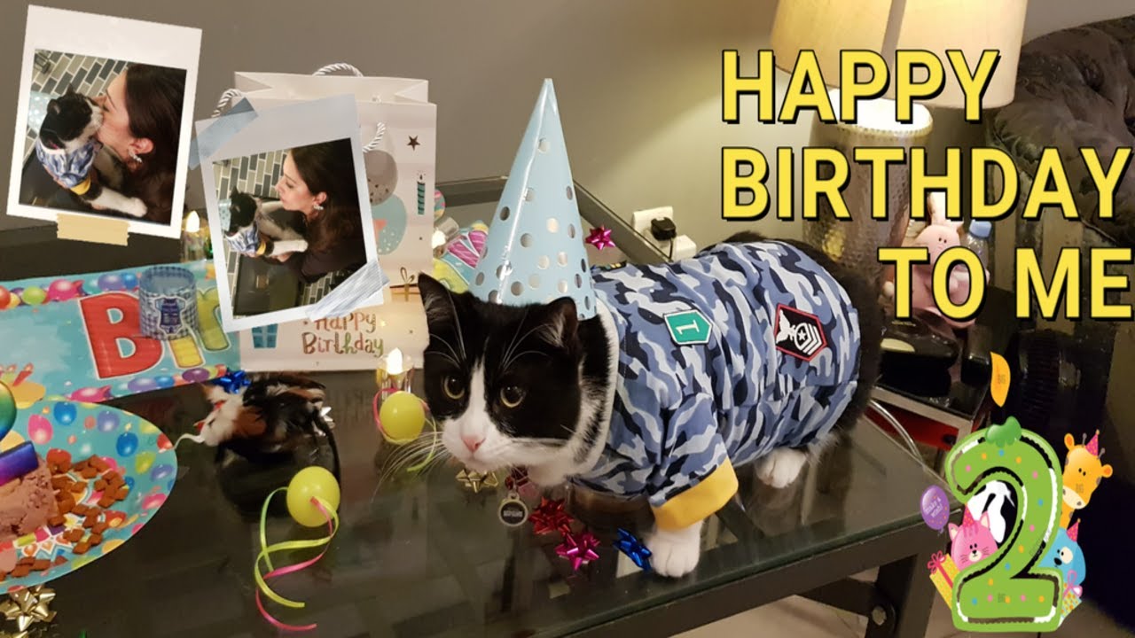 Cat birthday party | 2 years old | My Kitti Cats - YouTube