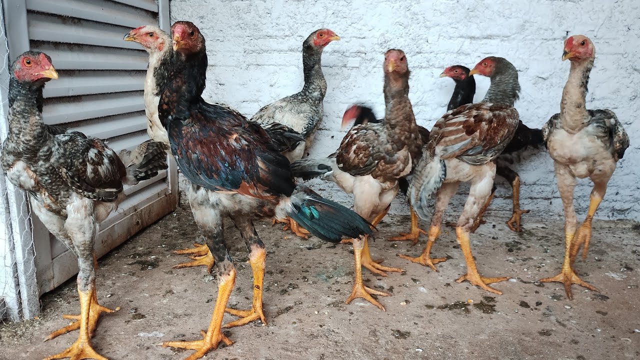 Frangos Índio gigante,com cento e vinte Dias bom resultado. - YouTube