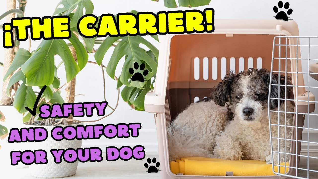 The carrier: Safety and comfort for your dog! - YouTube