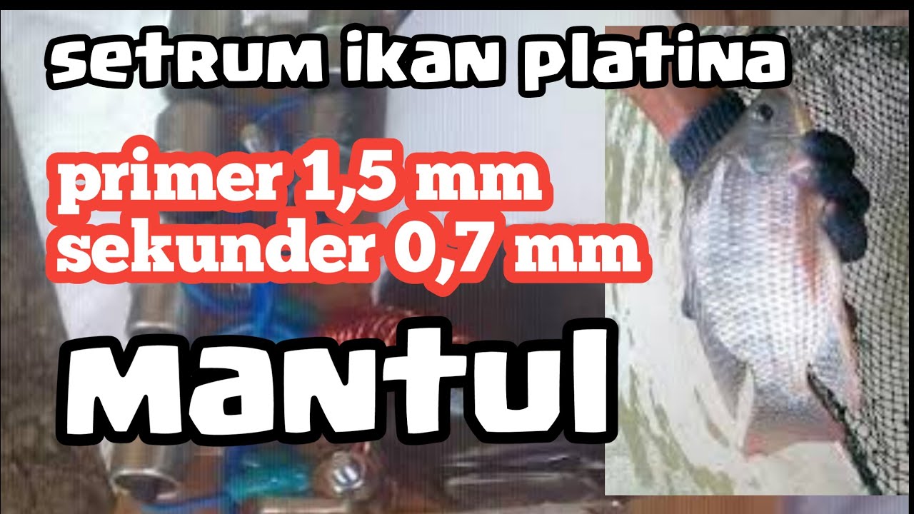 Setrum ikan platina untuk air dalam Dan air tawar - YouTube