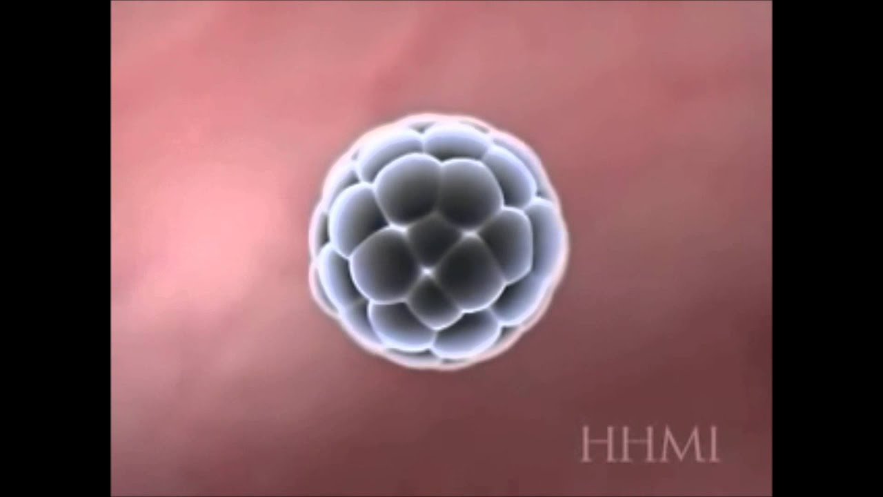 blastodisc - YouTube