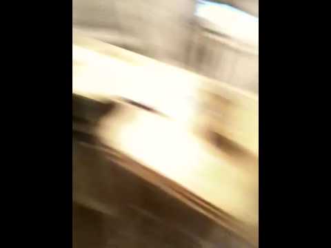 Chihuahua screams - YouTube