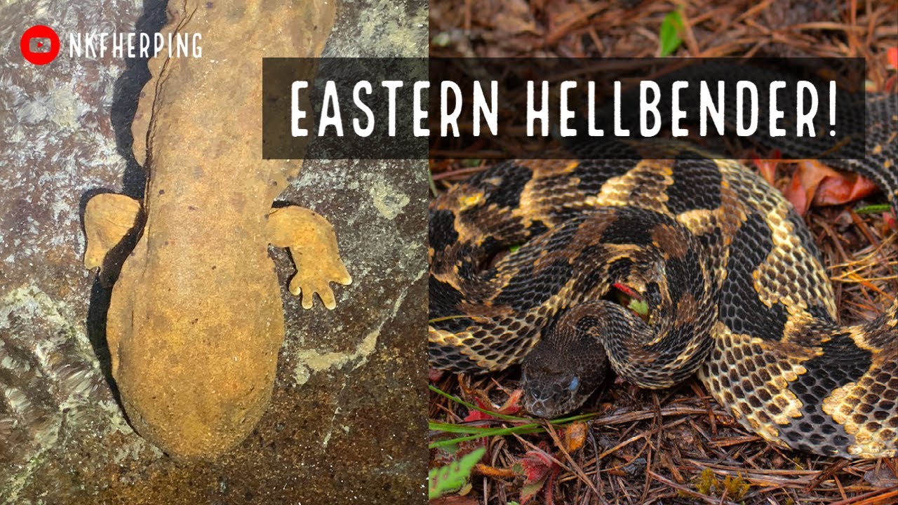 Georgia Fall Herping! Roadcruising for Snakes and a Brief Encounter ...