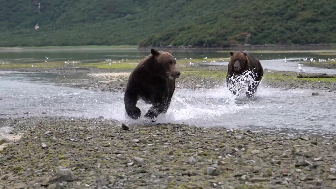 Alaska Grizzly Bear Encounter - YouTube