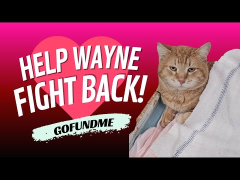 Fundraiser for Lynn Mulhern by Community Cat Foundation : Help Wayne ...