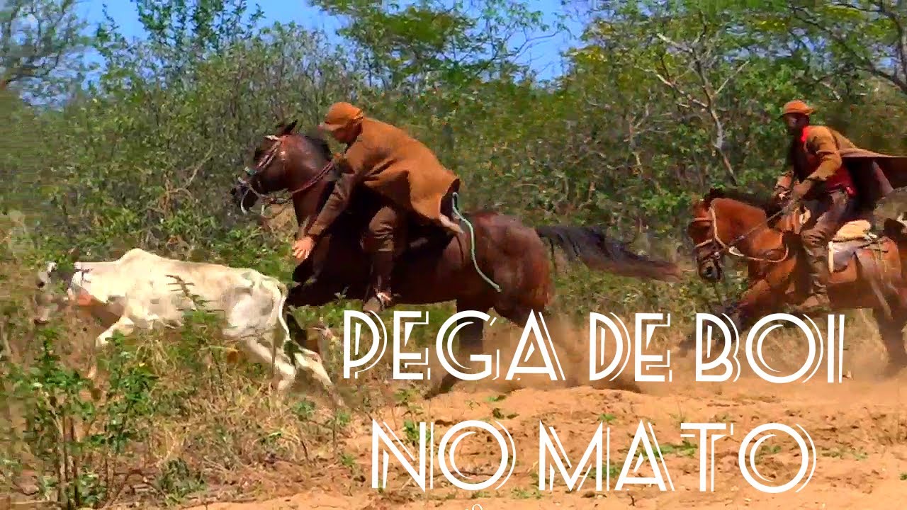 7° pega de boi no mato parque Vaca louca - YouTube