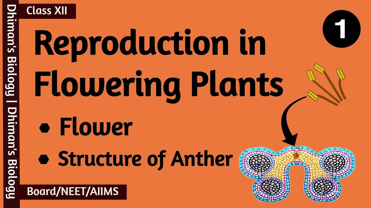 Reproduction in Flowering Plants | L-1 | Flower | Anther | Tapetum ...