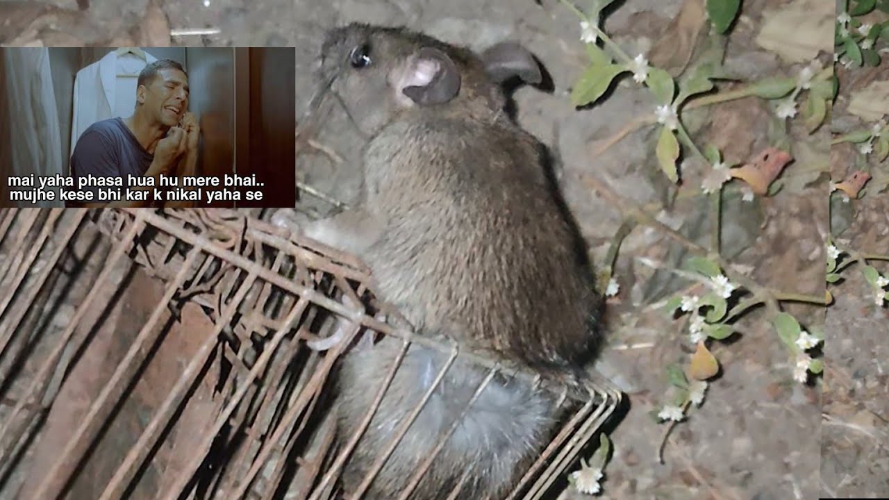 Friend Stuck in Cage: How I Helped | The Story of a rat | MONTY vlog # ...