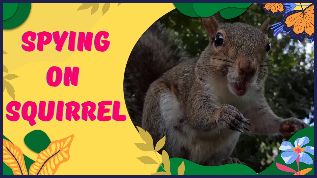Spying on Squirrel While She Eats - YouTube