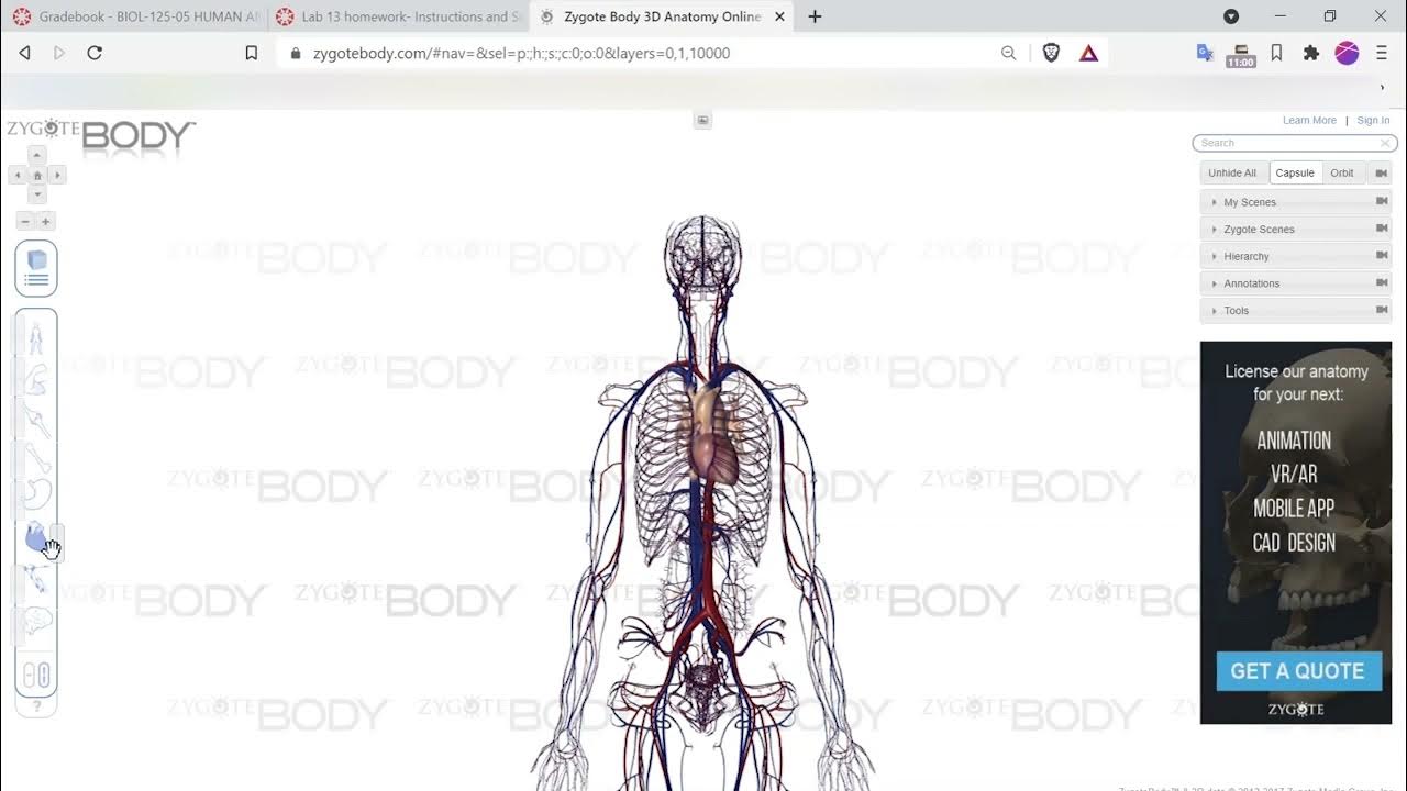 Zygote Body 3D website tutorial - YouTube