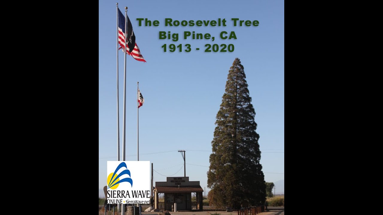 Eastern Sierra News: Big Pine's Historic "Roosevelt Tree" is cut down ...