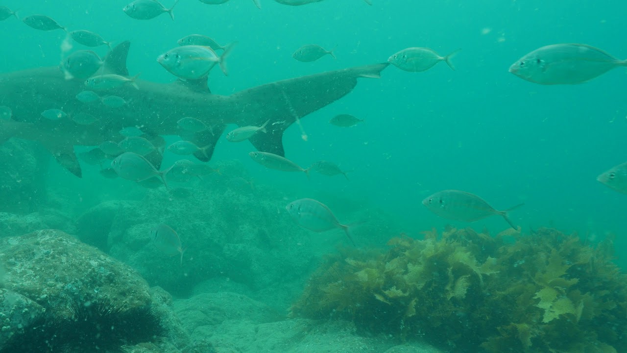 Grey Nurse shark at Merimbula 28 Dec 2019 - YouTube